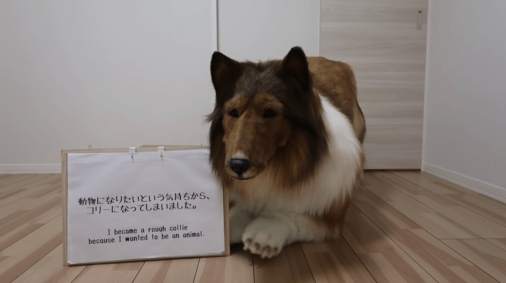 Japanese Man Spends S$20K On Border Collie Costume To Fulfil Dream Of ...
