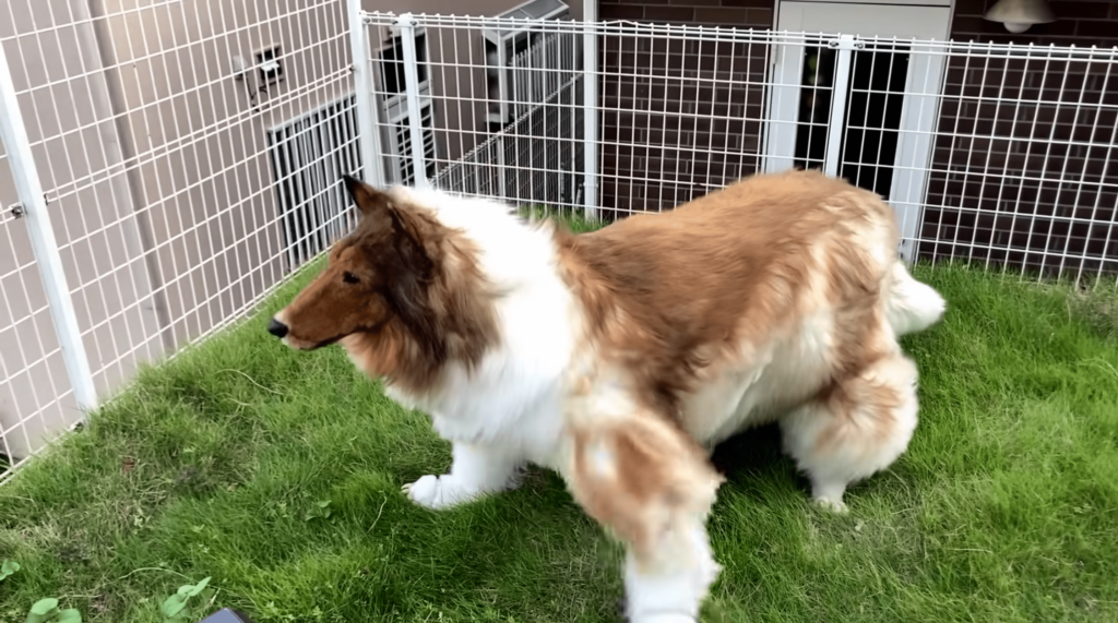 Japanese Man Spends S$20K On Border Collie Costume To Fulfil Dream Of ...