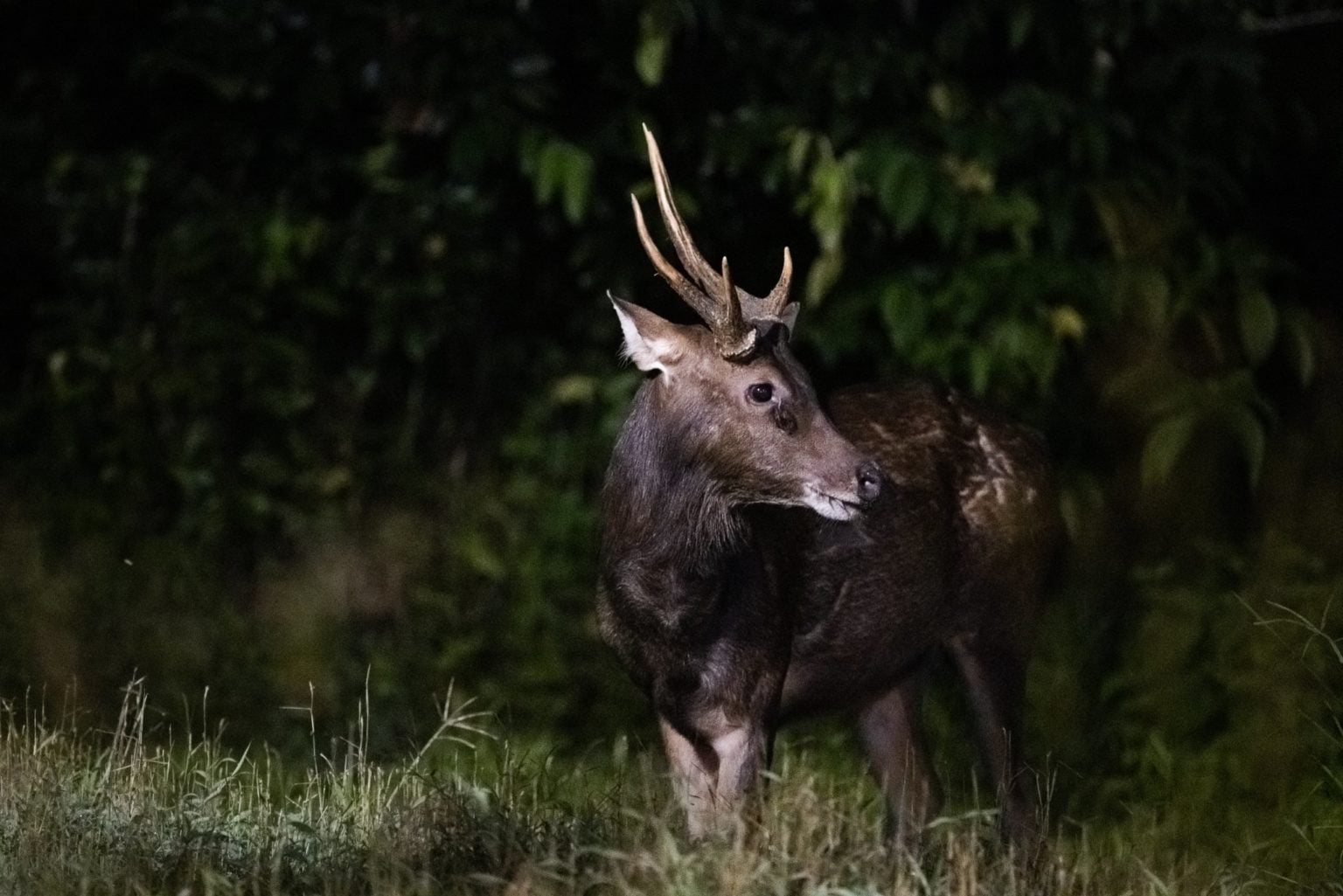 Sambar Deer Once Believed To Be Extinct In S’pore Making Comeback ...