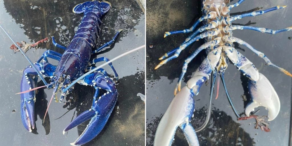 Blue Lobster Caught By Fisherman In Northern Ireland, He Releases It ...