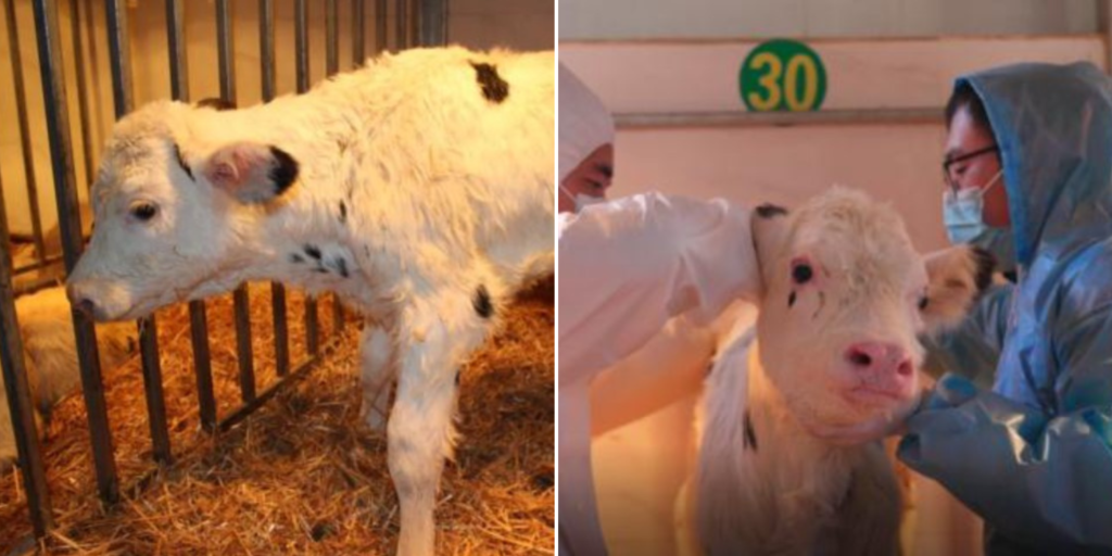 China Successfully Clones 'Super Cows' That Can Produce 50% More Milk ...