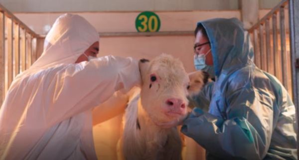 China Successfully Clones 'Super Cows' That Can Produce 50% More Milk ...