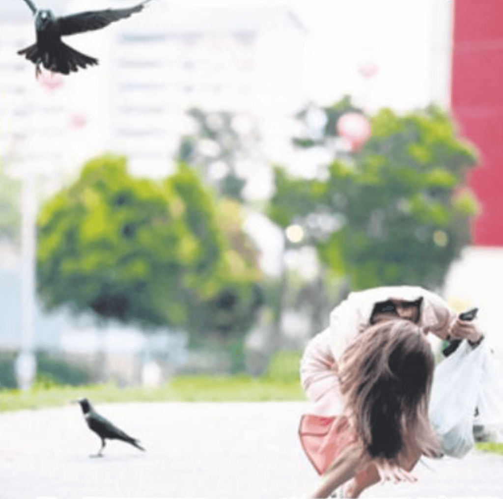 Crows Attack 10 People In Bishan Within 20 Minutes, Likely Protecting ...