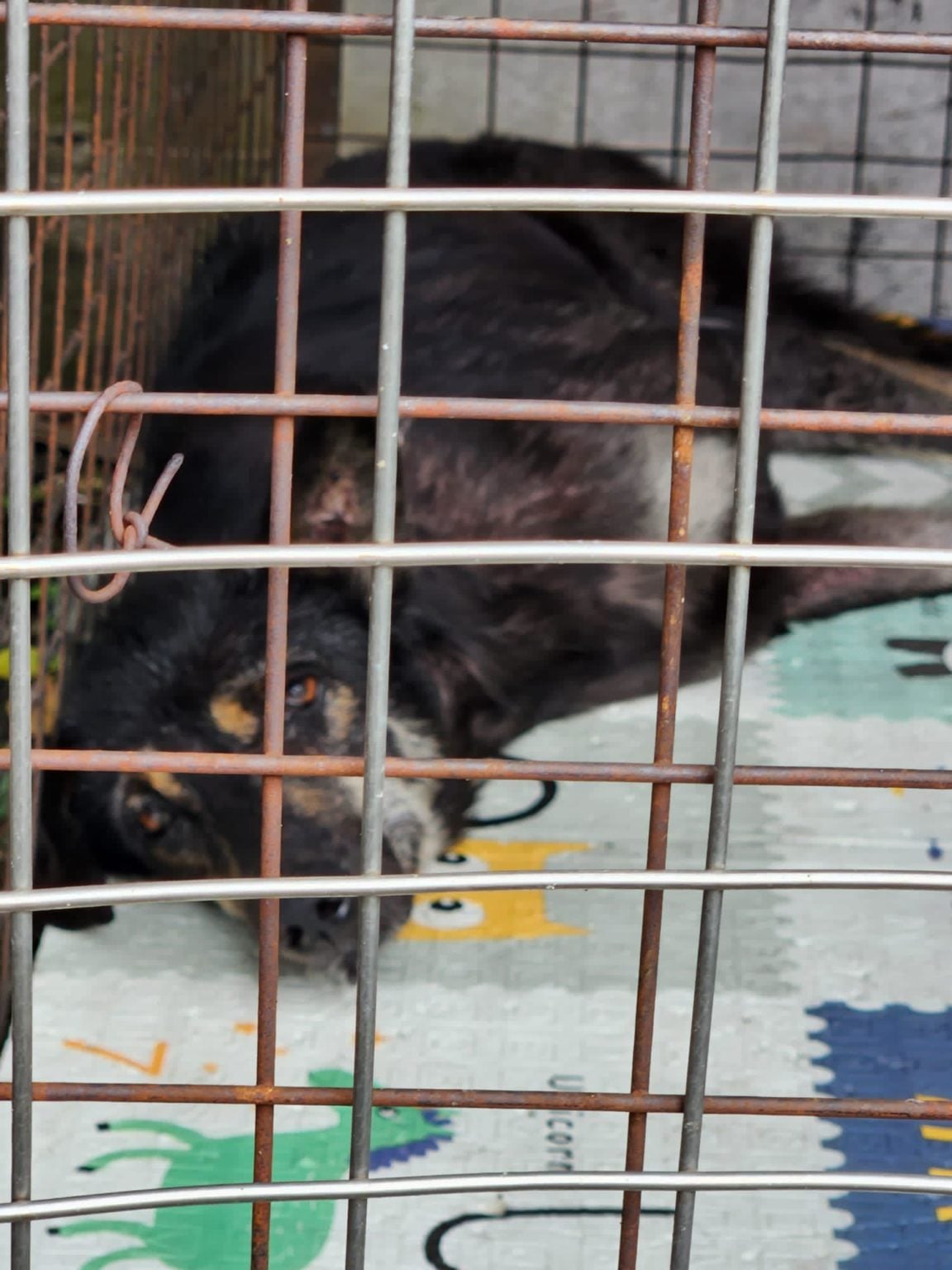8-Year-Old Dog Caged Up In S'pore Factory For Most Of Life, Seeking ...