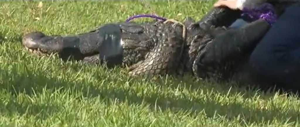 Elderly Woman Drowns After Being Dragged By Alligator Into Florida Pond ...
