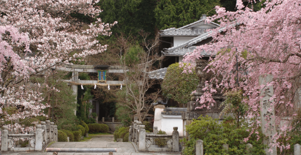 Sakura Season To Start On 21 Mar, Catch It In Japan Since Travels Have ...