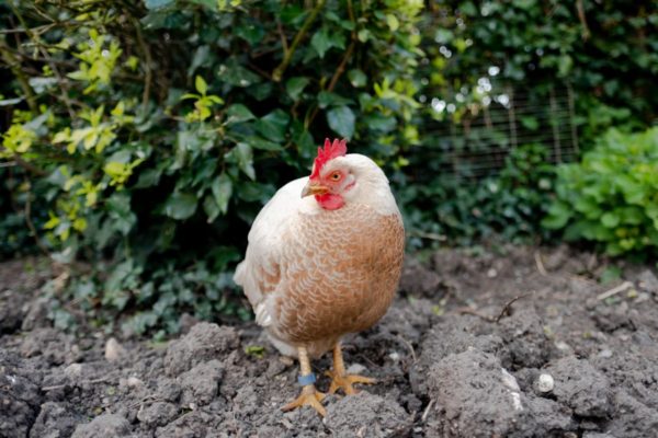This Ah Ma's ‘Silver Ring’ Is Actually A Chicken Leg Band, She’s Been ...