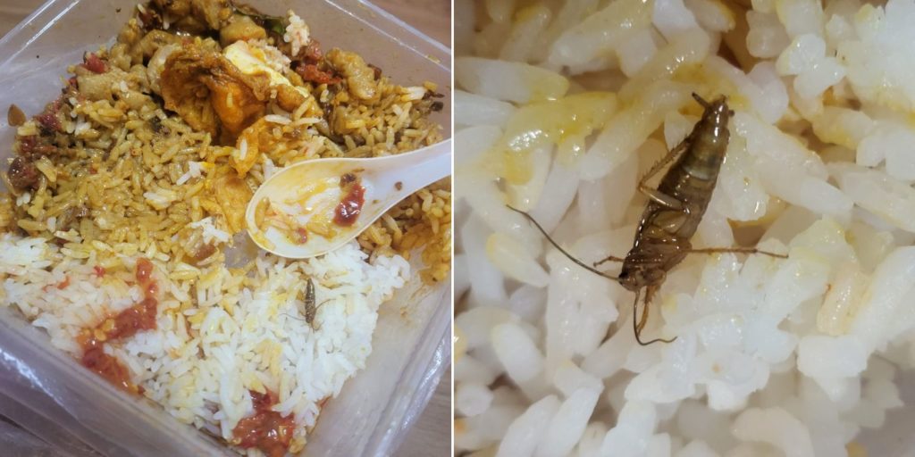 Cockroach Found In Curry Chicken Rice From Yishun Restaurant, SFA ...