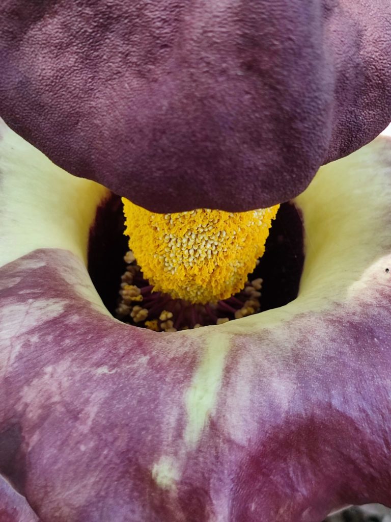 Corpse Flower Spotted Again In S'pore, Found At Central District Nature ...