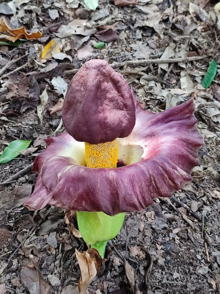 Corpse Flower Spotted Again In S'pore, Found At Central District Nature ...