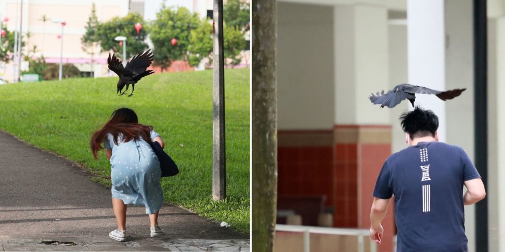 NParks Will Trap Crows Attacking People In Bishan & Remove Nests