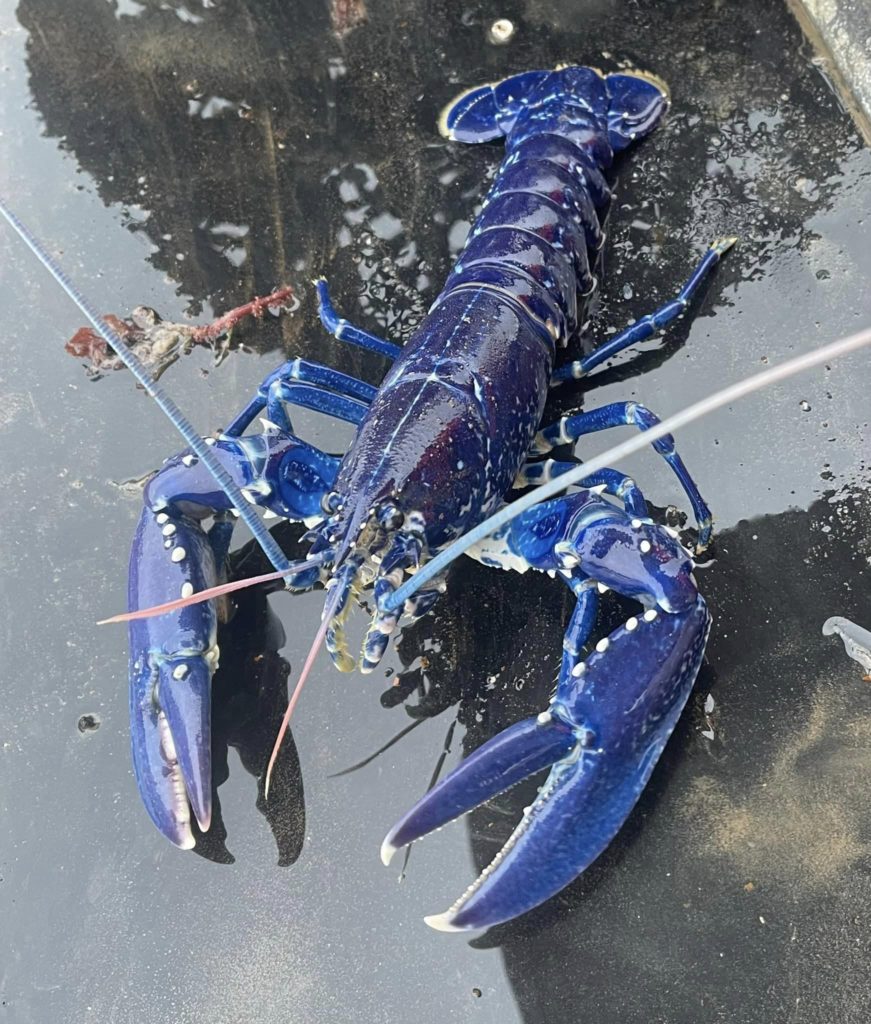 Blue Lobster Caught By Fisherman In Northern Ireland, He Releases It ...