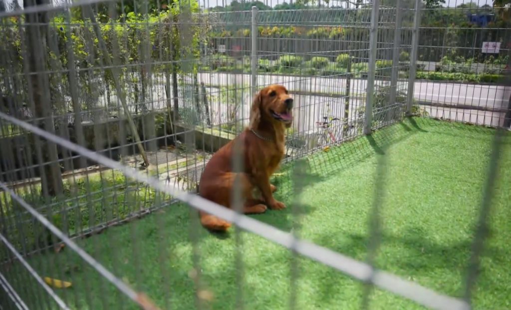 SCDF Dogs Now In Quarantine After Returning From Turkiye, They're ...