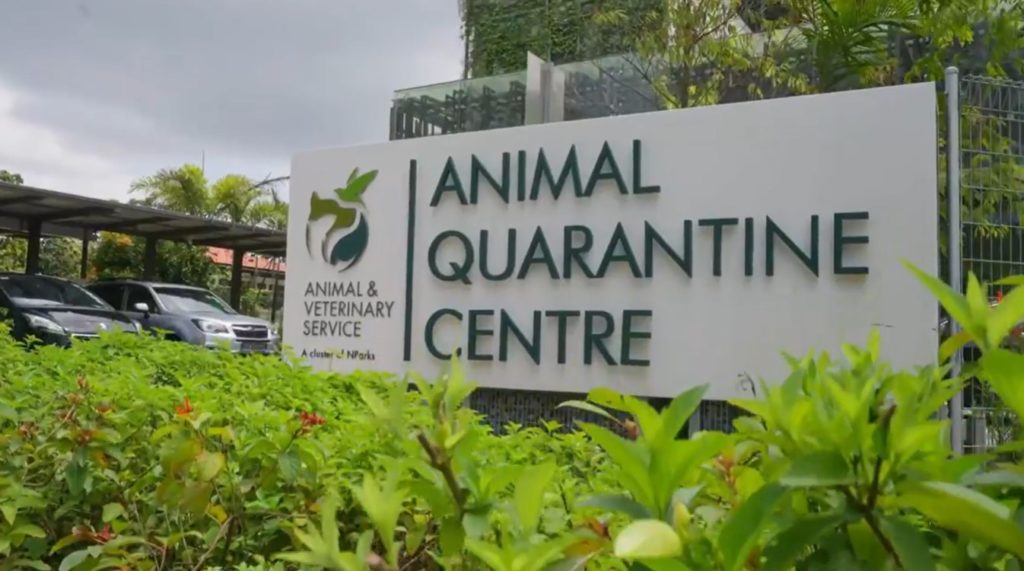 SCDF Dogs Now In Quarantine After Returning From Turkiye, They're ...