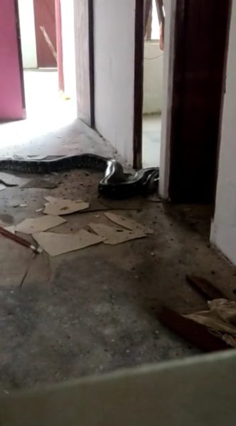 2 Mating Pythons Crash Through M’sia Home Ceiling, Removed By Emergency ...