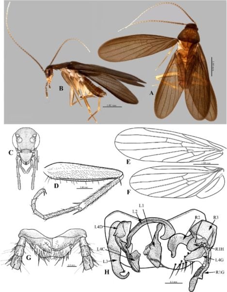 New Cockroach Species Found In S’pore Named Pheromosa After Pokémon ...