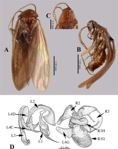 New Cockroach Species Found In S’pore Named Pheromosa After Pokémon ...