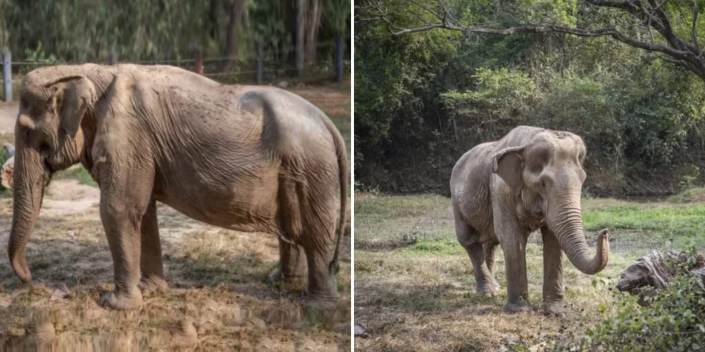 Elephant In Thailand Has Caved-In Spine After Carrying Tourists For ...