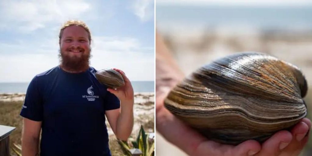 Man Nearly Cooks Giant Clam Found In Florida, Releases Shellfish After ...