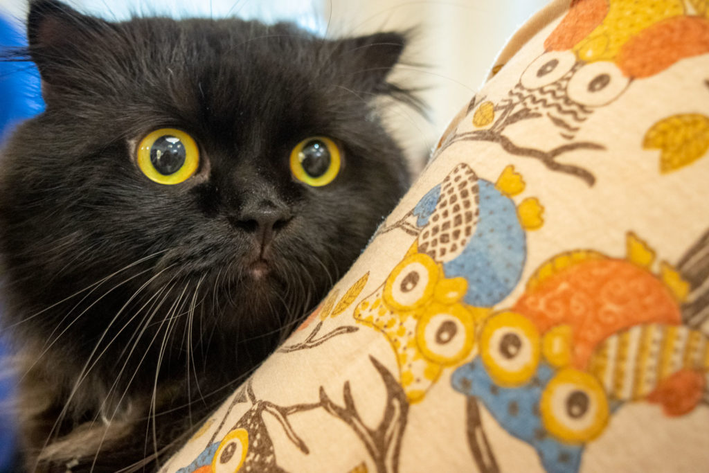 S'pore Cat Festival Makes Comeback After 3-Year Hiatus With Toy-Making ...