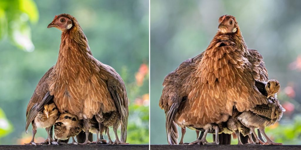 Baby Chicks At S'pore Botanic Gardens Take Shelter Under Mother Hen's ...