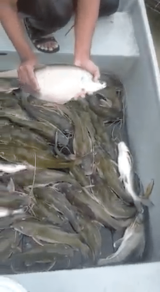 Johor Fishermen Catch A Boatload Of Fish As Floods Hit, M'sians Laud ...