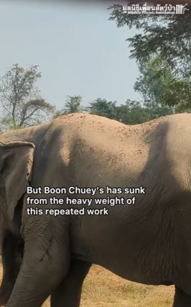 Elephant In Thailand Has Caved-In Spine After Carrying Tourists For ...