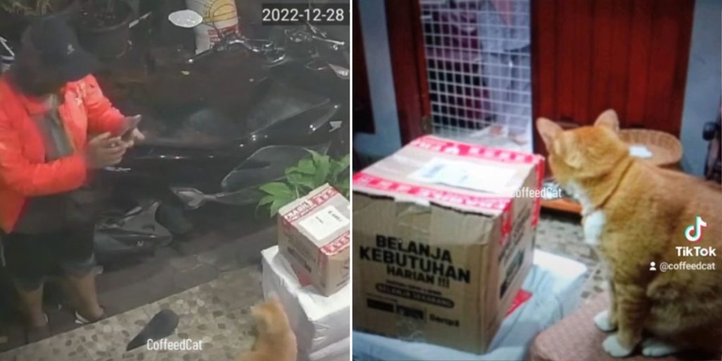 Delivery Rider Spots Cat While Dropping Off Parcels In Indonesia ...