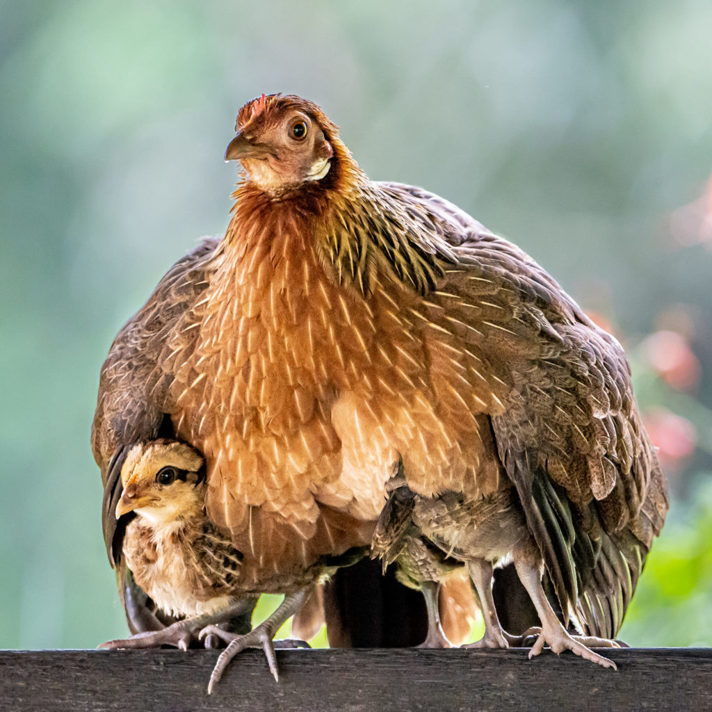 Baby Chicks At S pore Botanic Gardens Take Shelter Under Mother Hen s