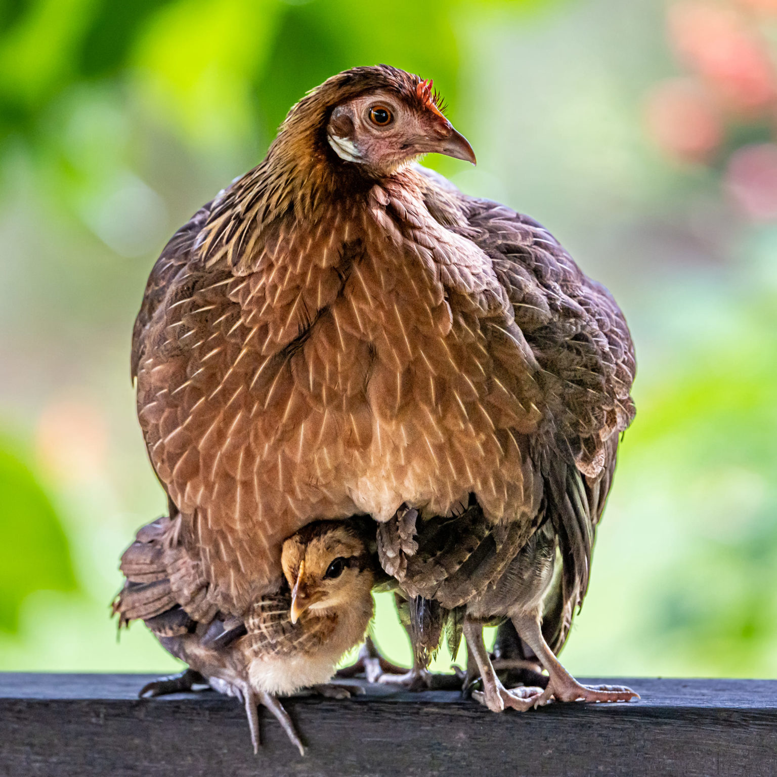 Baby Chicks At S'pore Botanic Gardens Take Shelter Under Mother Hen's ...