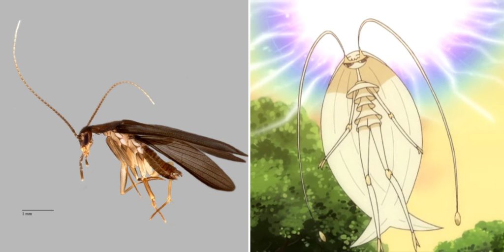 New Cockroach Species Found In S’pore Named Pheromosa After Pokémon ...