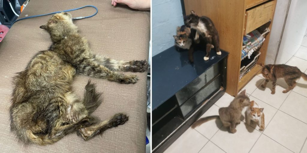 Over 30 Malnourished & Sick Cats Rescued From Burnt Pipit Road Flat ...