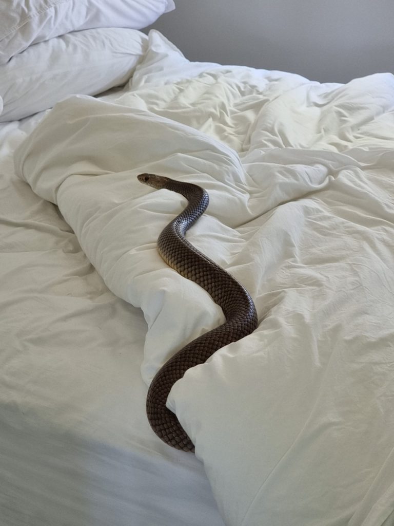 Woman In Australia Finds 2-Metre Snake In Bedsheets, Turns Out It's 2nd ...