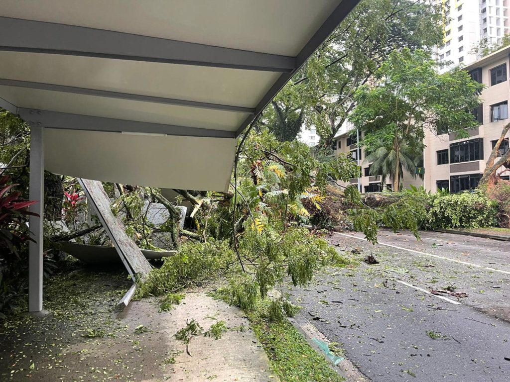 Tree Falls Across Tiong Bahru Road & Blocks Access, 1 Person Injured ...
