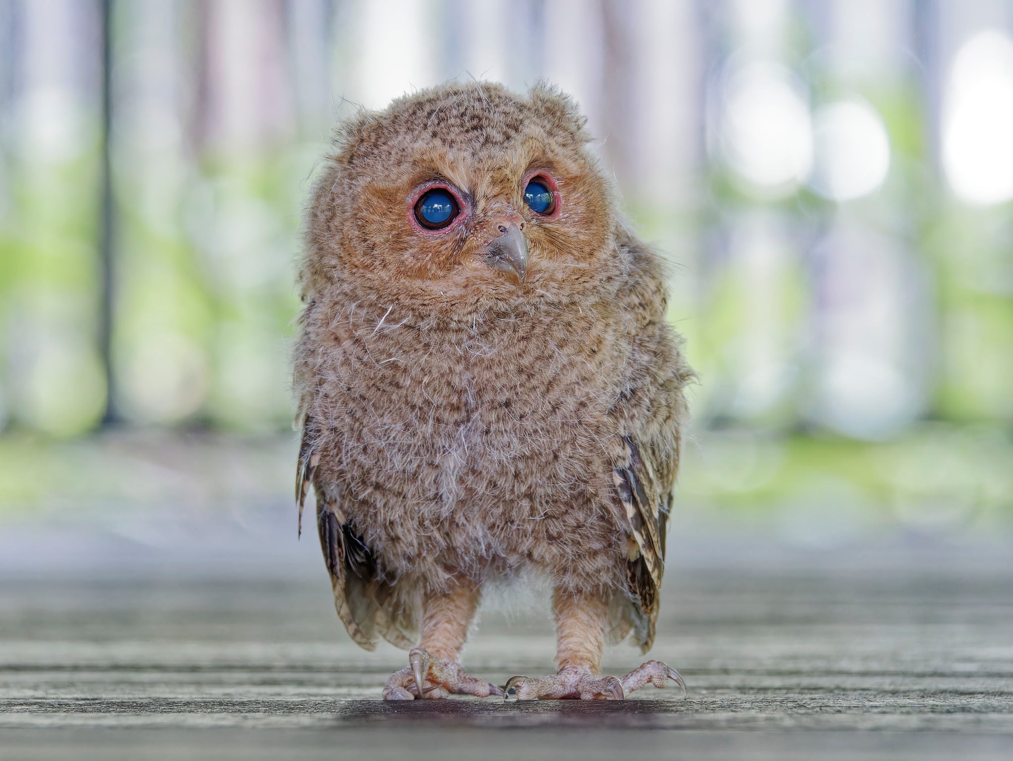 Fluffy Baby Owl Stands Around On Sungei Buloh Mangrove Boardwalk ...