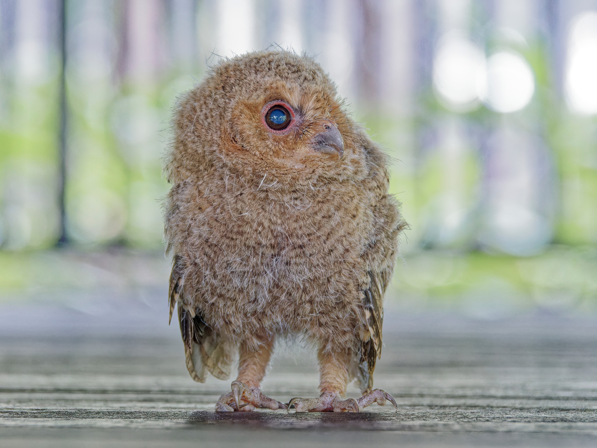 Fluffy Baby Owl Stands Around On Sungei Buloh Mangrove Boardwalk ...
