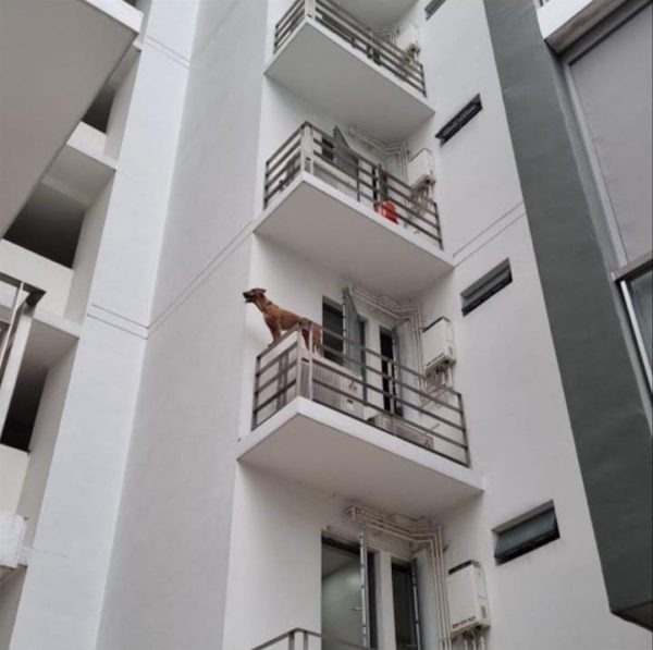 Foster Dog Steps On Aircon Ledge In S'pore, Owners Remind Public To ...