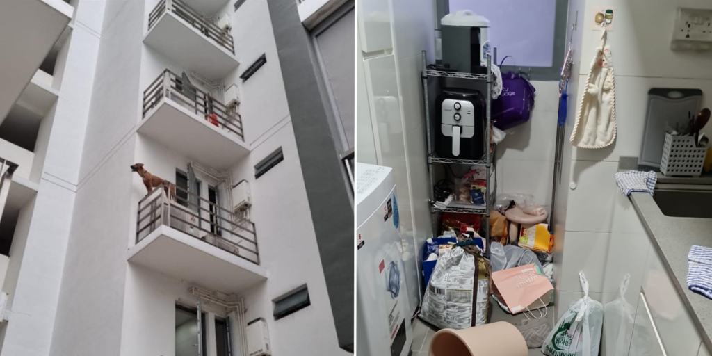 Foster Dog Steps On Aircon Ledge In S'pore, Owners Remind Public To Shut Windows & Grilles