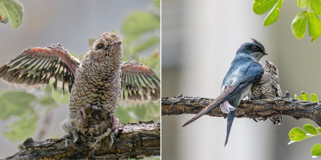 Grey-Rumped Treeswift Fledgling Sighted In Queenstown, Bird Spotters ...
