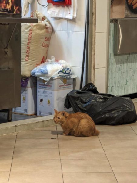 Pasir Ris Hawker Pets Community Cat When Cleaning Up Stall, Spends Time ...