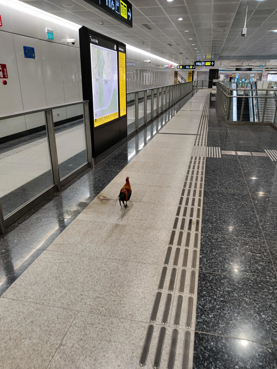 Rooster Seen Wandering At Springleaf MRT, Probably Enjoying Aircon ...