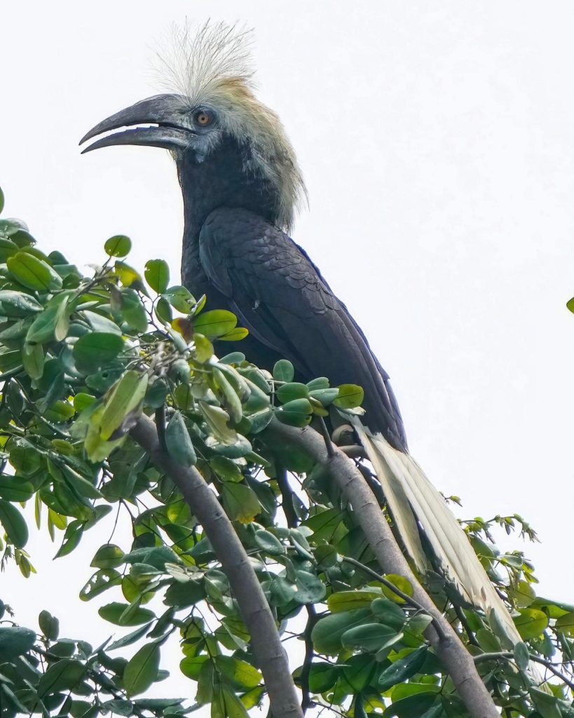 Photographer Spots White-Crowned Hornbill In Pulau Ubin, May Be First ...