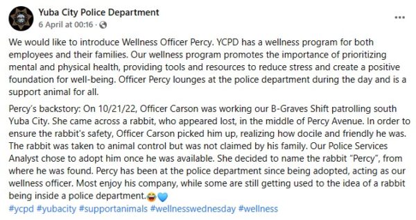 Rabbit Joins California Police Station As 'Wellness Officer', Was Found ...