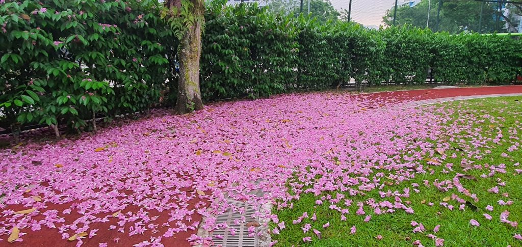 Trumpet Trees Are In Bloom Again, Experience ‘Sakura Season’ Right Here ...