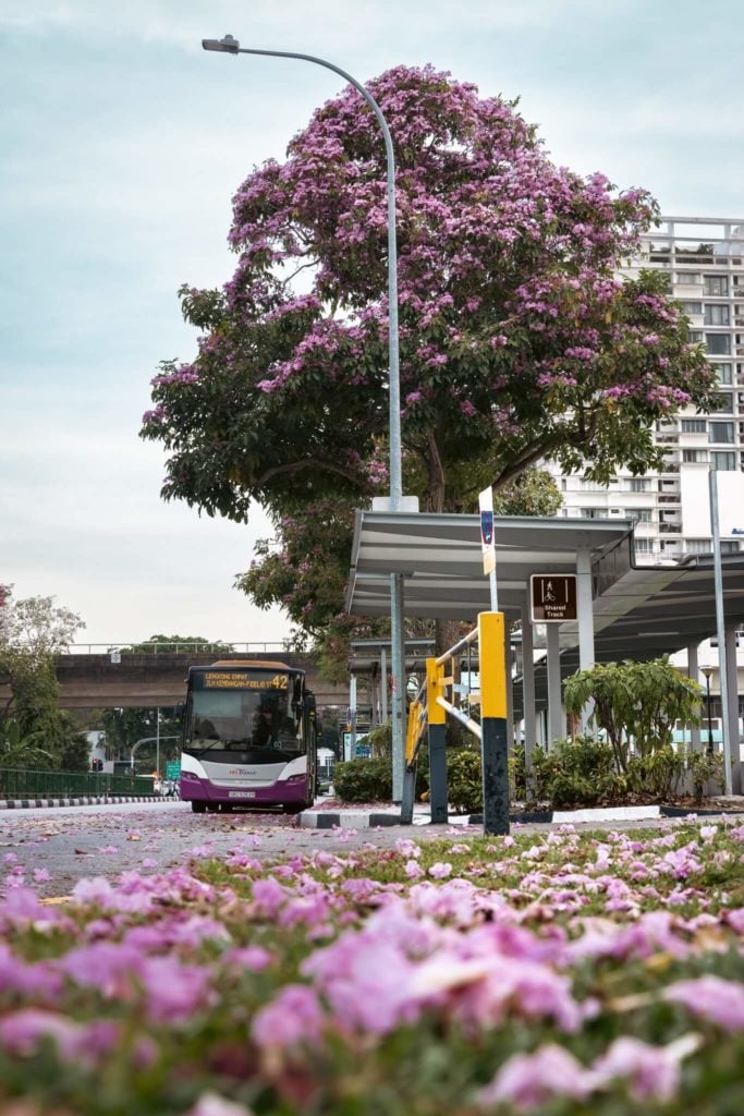Trumpet Trees Are In Bloom Again, Experience ‘Sakura Season’ Right Here ...