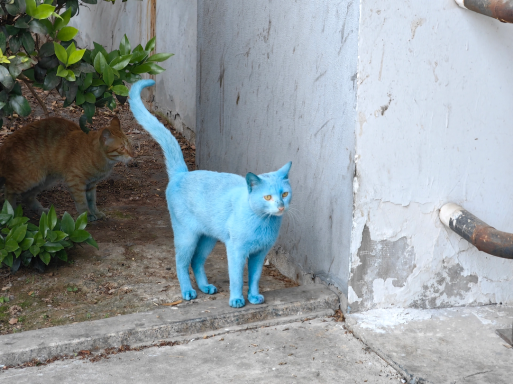 White Cat In China Emerges From Pigment Factory With Blue Fur, Gets ...