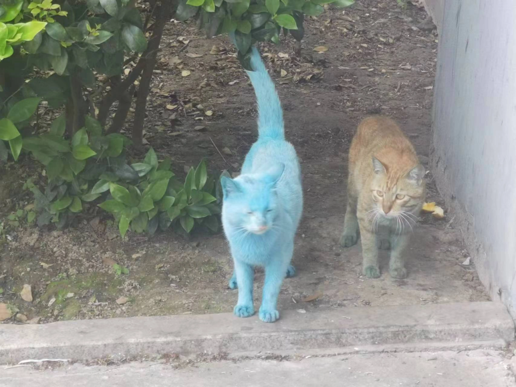White Cat In China Emerges From Pigment Factory With Blue Fur, Gets ...
