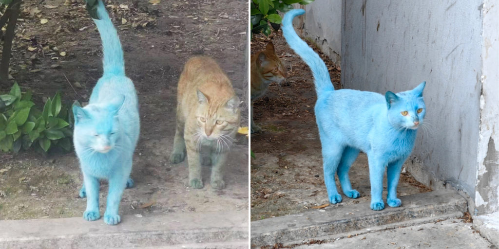 White Cat In China Emerges From Pigment Factory With Blue Fur, Gets ...