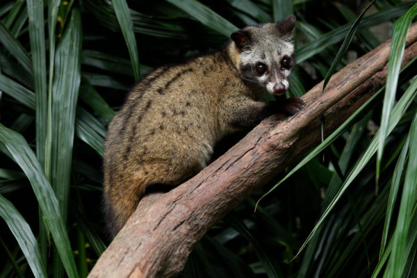 Chonky Civet Cat Gets Comfortable In Bukit Timah Tree, Cleverly Stays ...