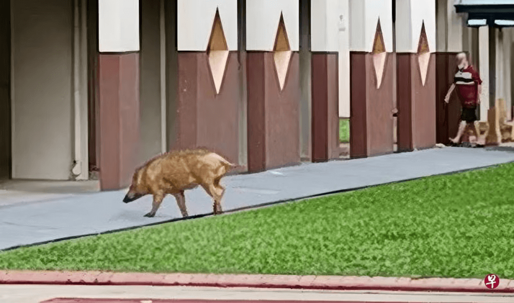 Woman Attacked By Wild Boar In Bukit Panjang, NParks Catches ...